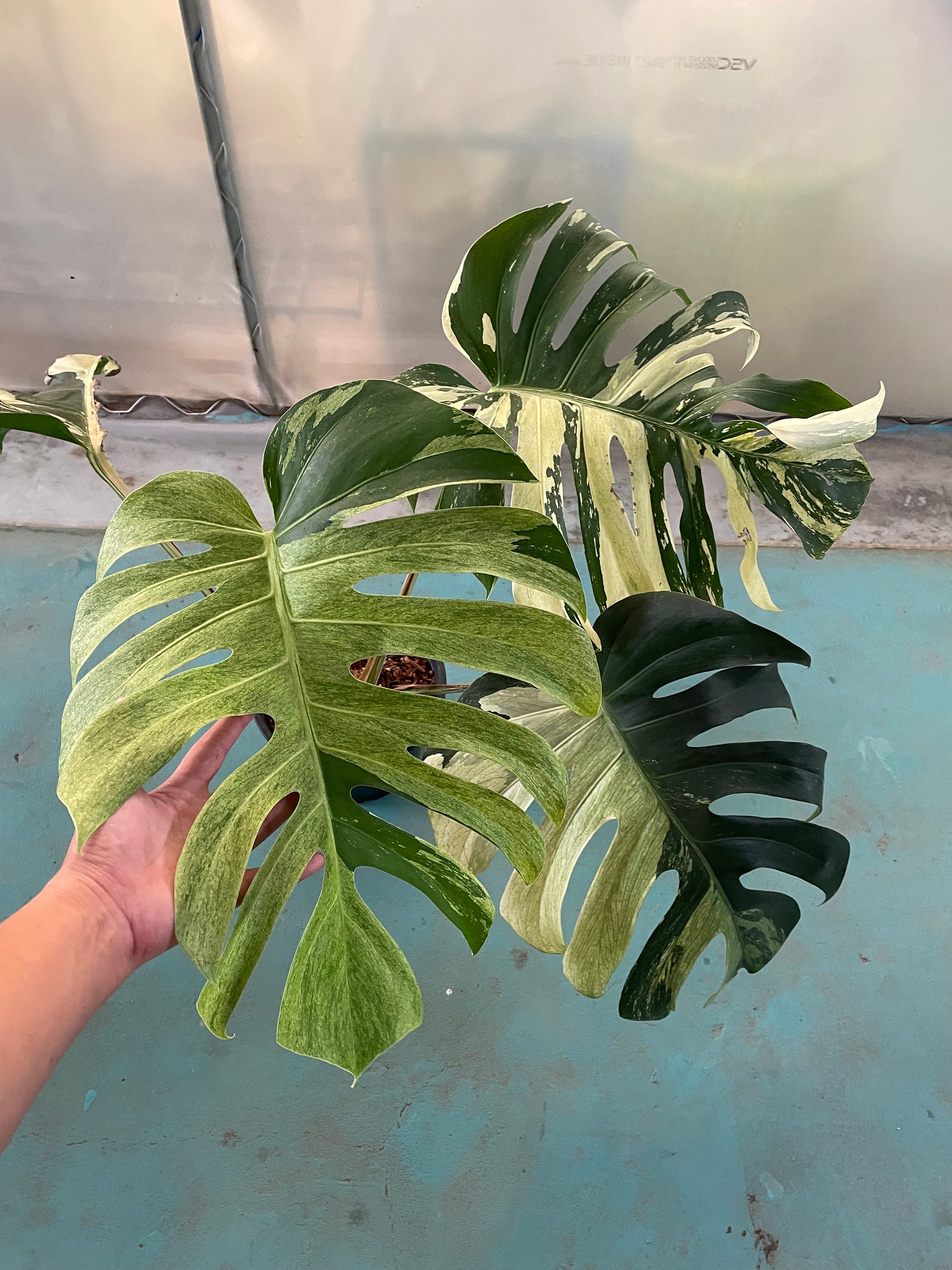 Stunning/monstera Mint Variegata - Etsy