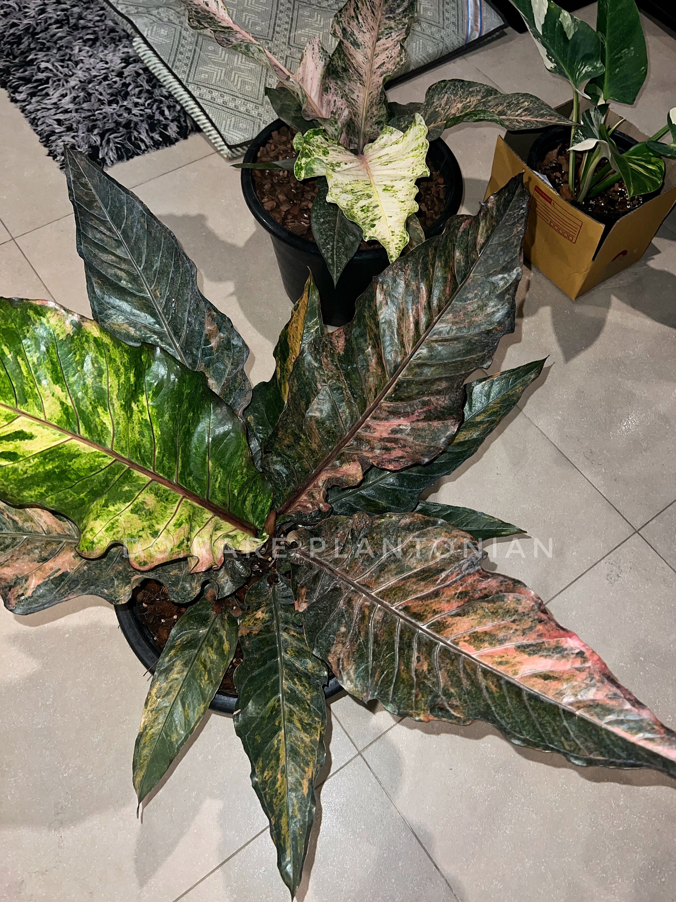 Mother plant/ Anthurium Renaissance variegata — DoRare Plantonian