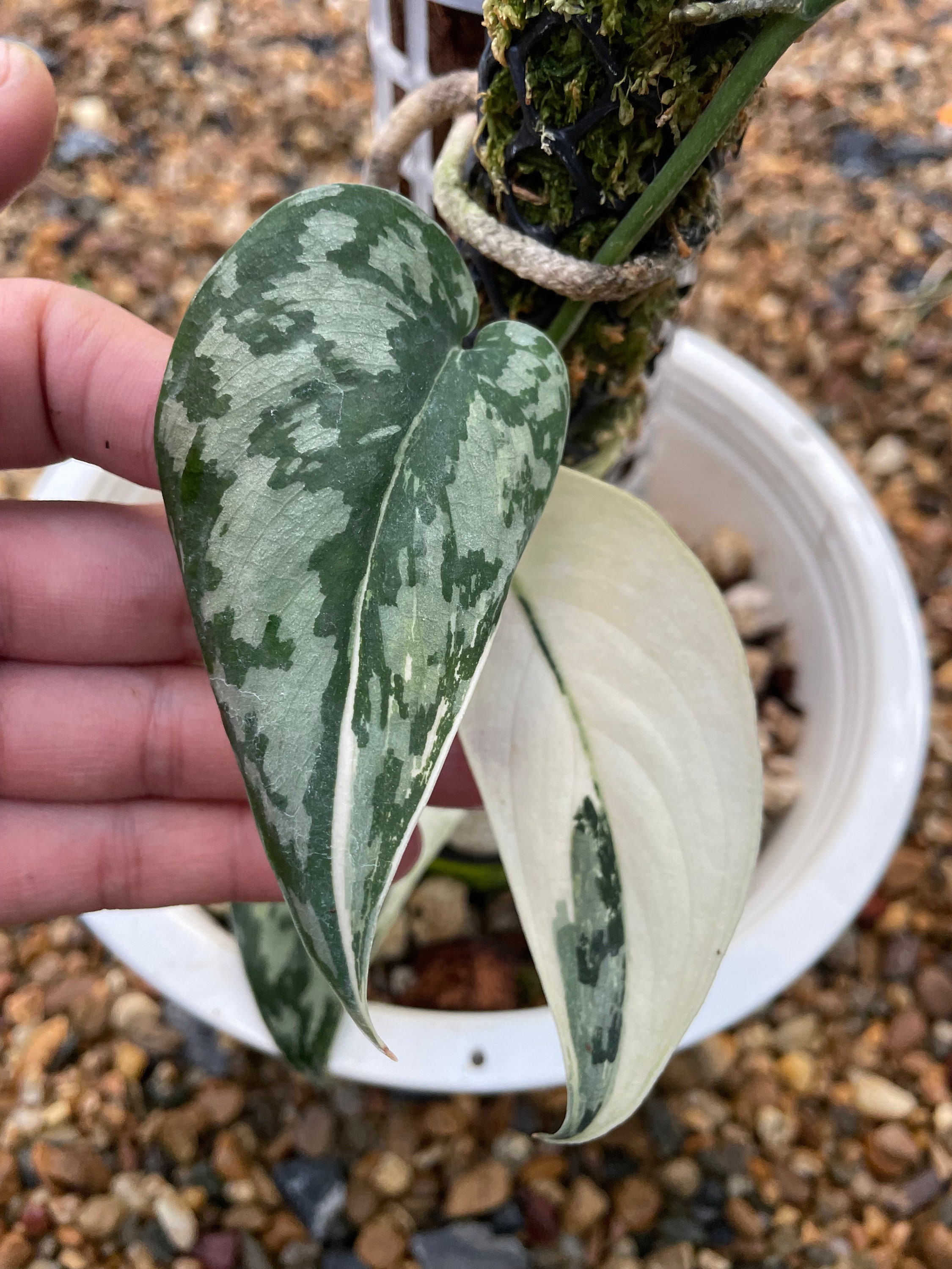 Scindapsus mayari variegated, climbing form — DoRare Plantonian