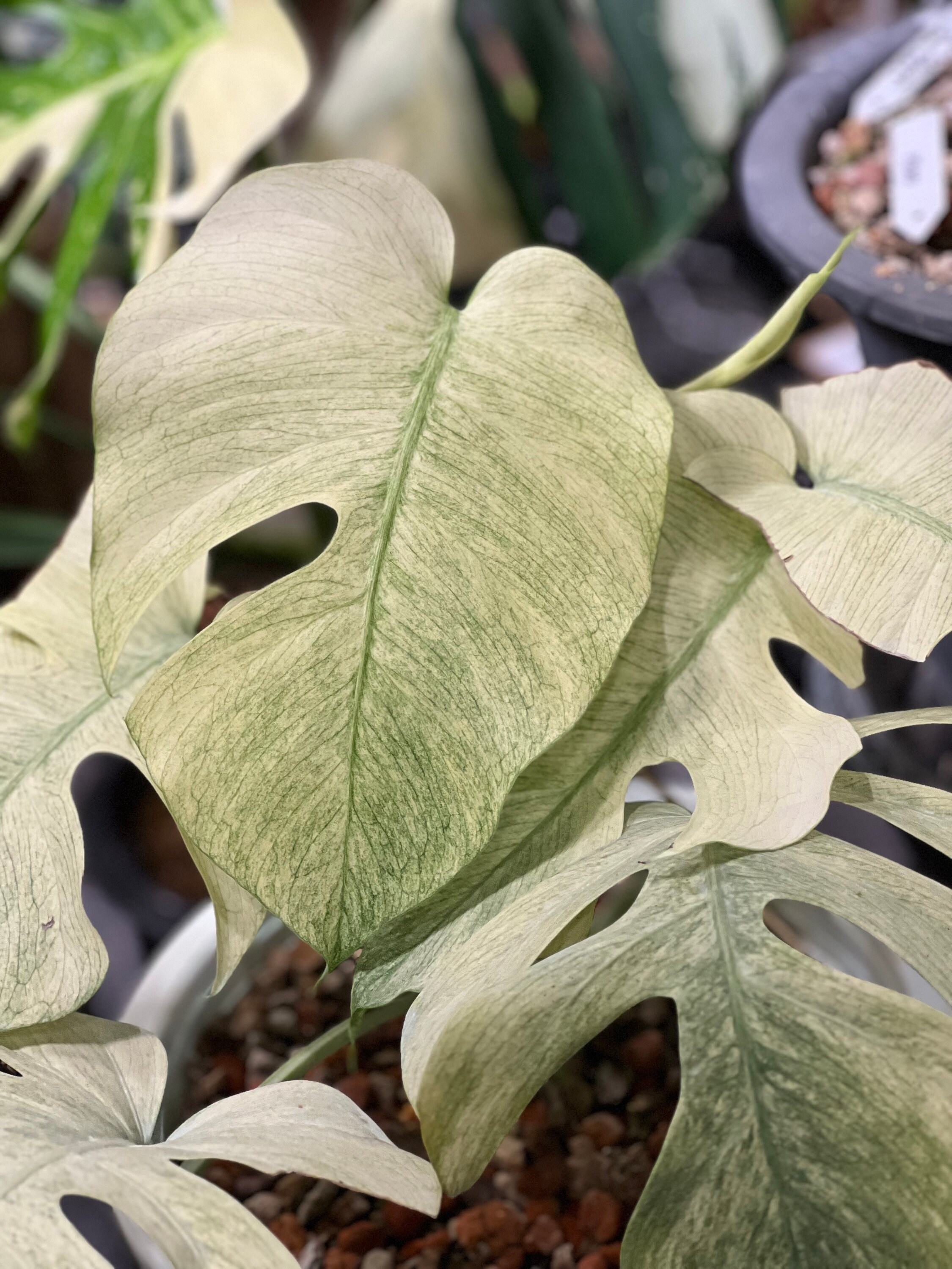 Monstera Full Mint Variegata - Etsy