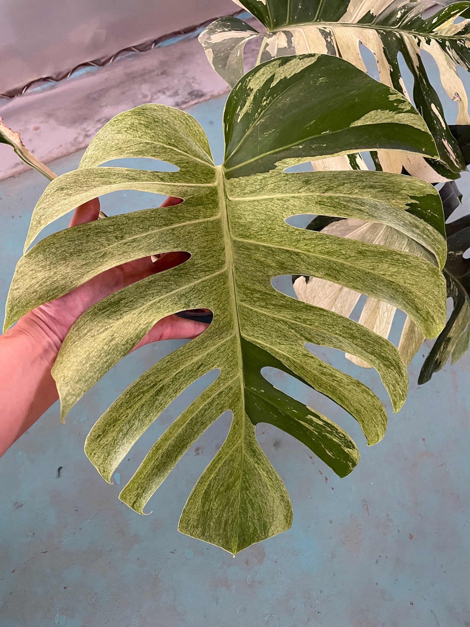 Stunning/monstera Mint Variegata - Etsy