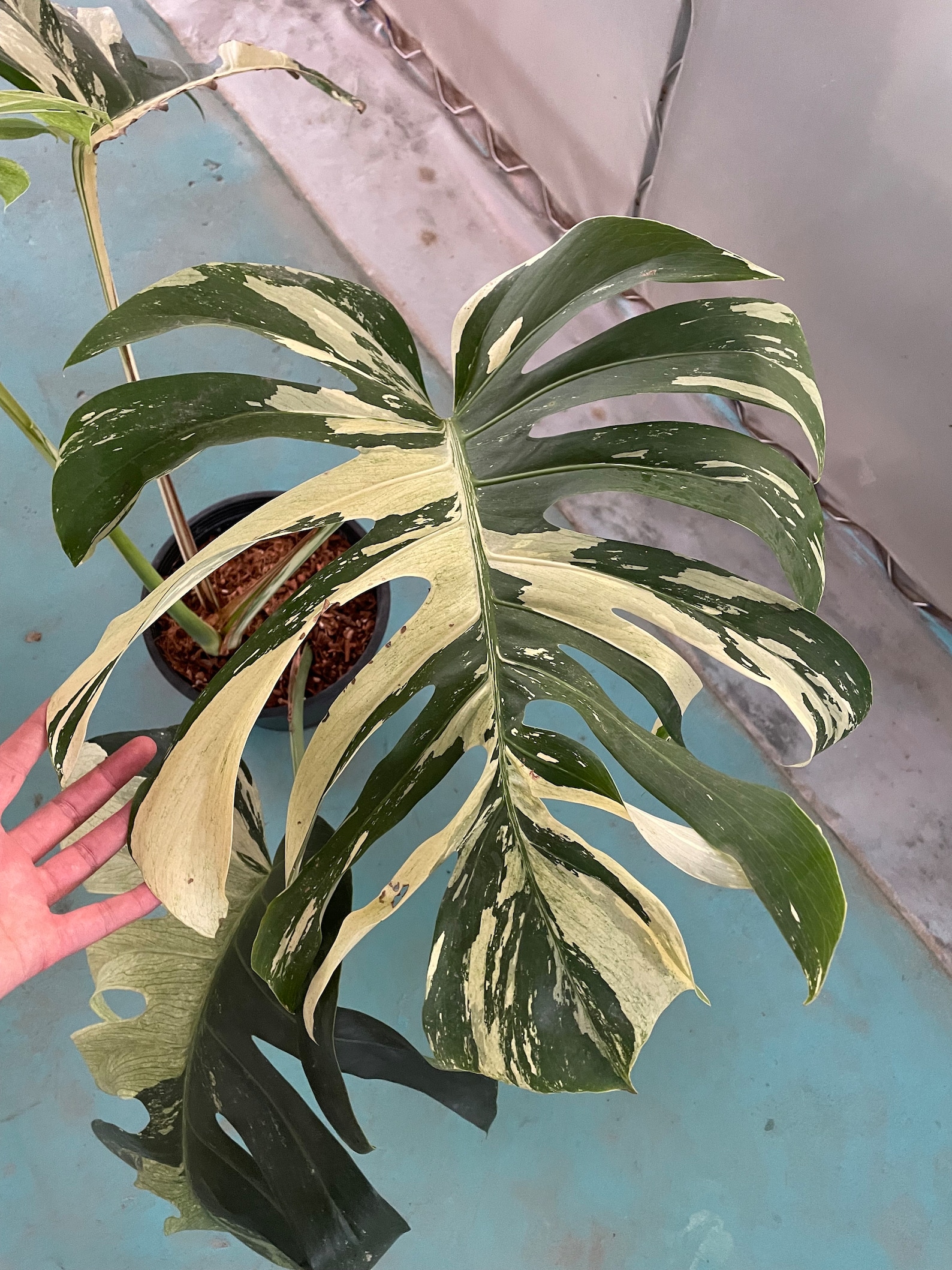 Stunning/monstera Mint Variegata - Etsy