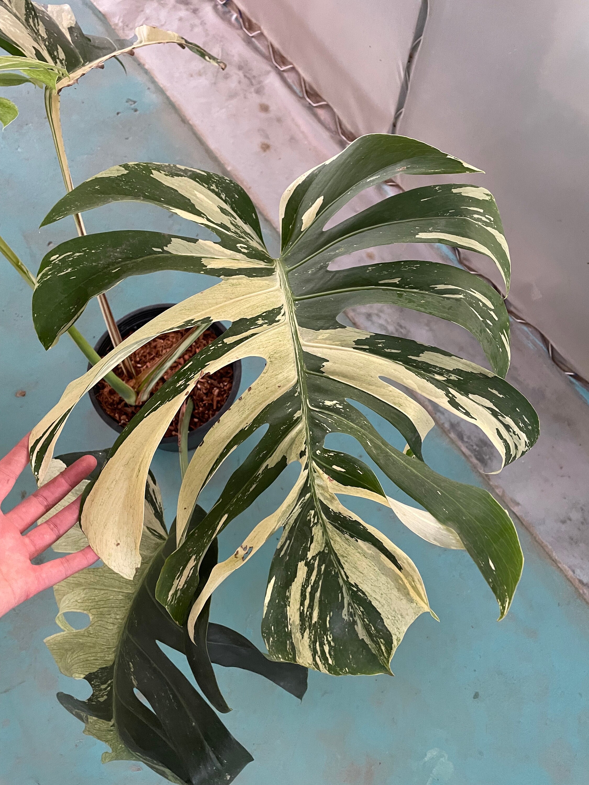 Stunning/monstera Mint Variegata - Etsy