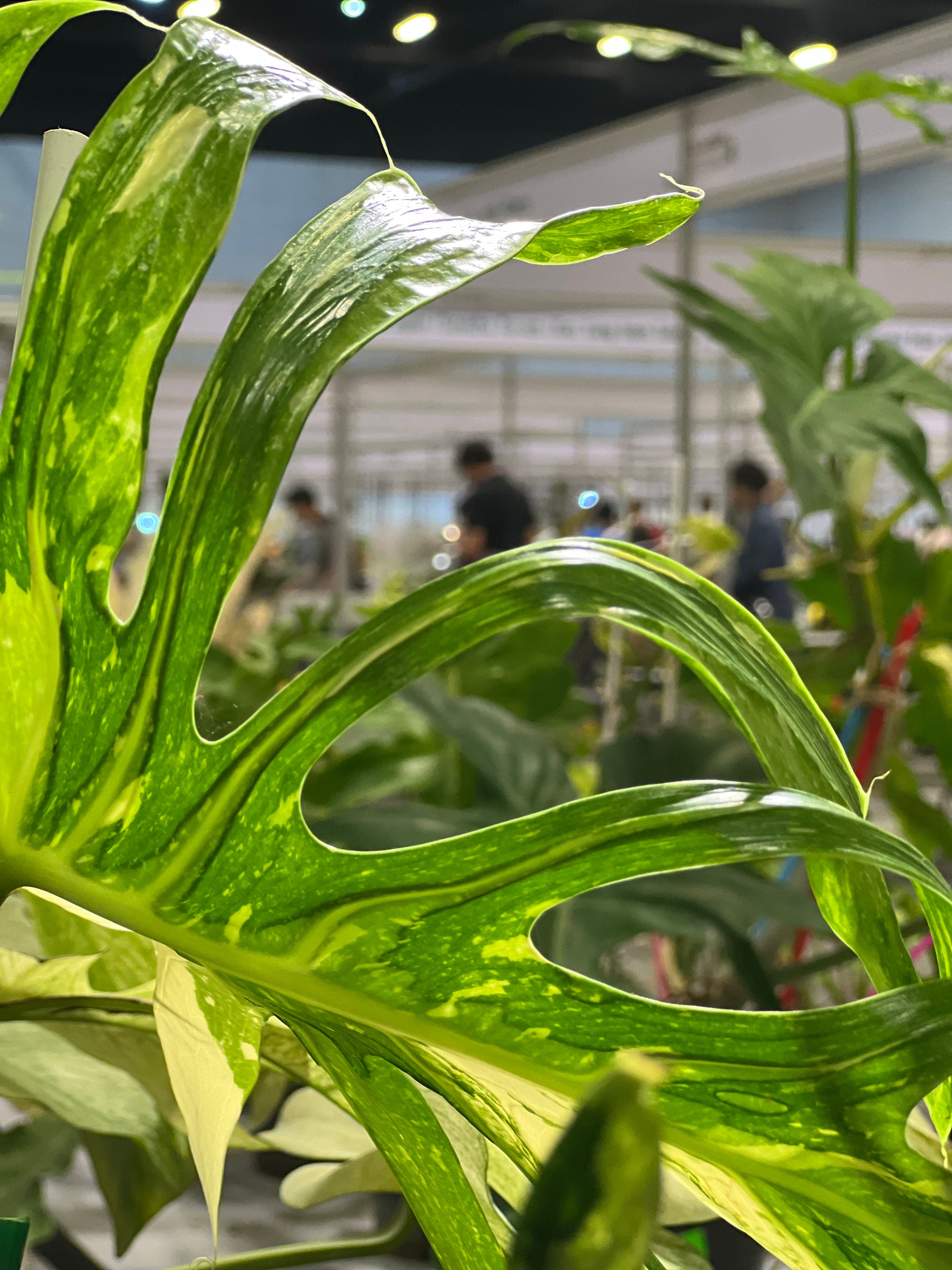 Medusa, Monstera Thai constellation mutation form — DoRare Plantonian