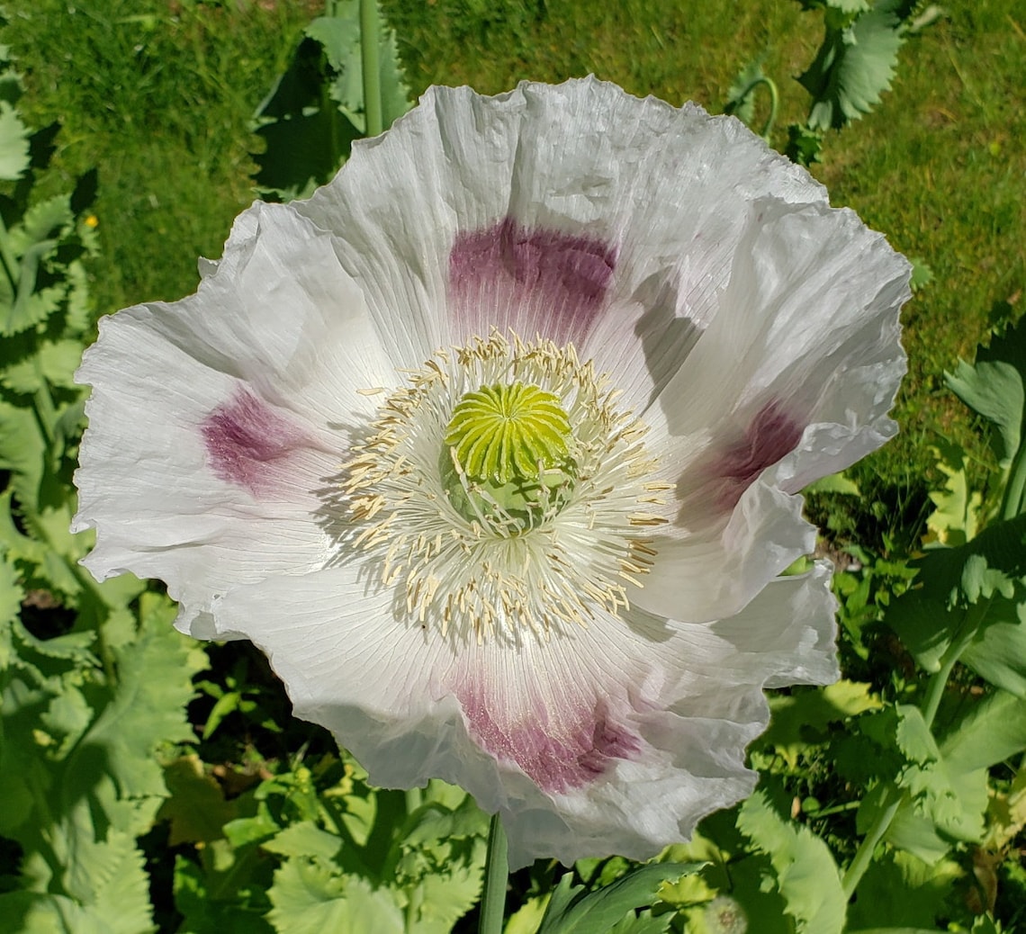 Giganteum Poppy Seeds 500 Papaver Somniferum - Etsy