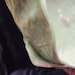 Scarce Antique Wannopee Lettuce Leaf Majolica Pitcher and Bowl C. 1901 ...