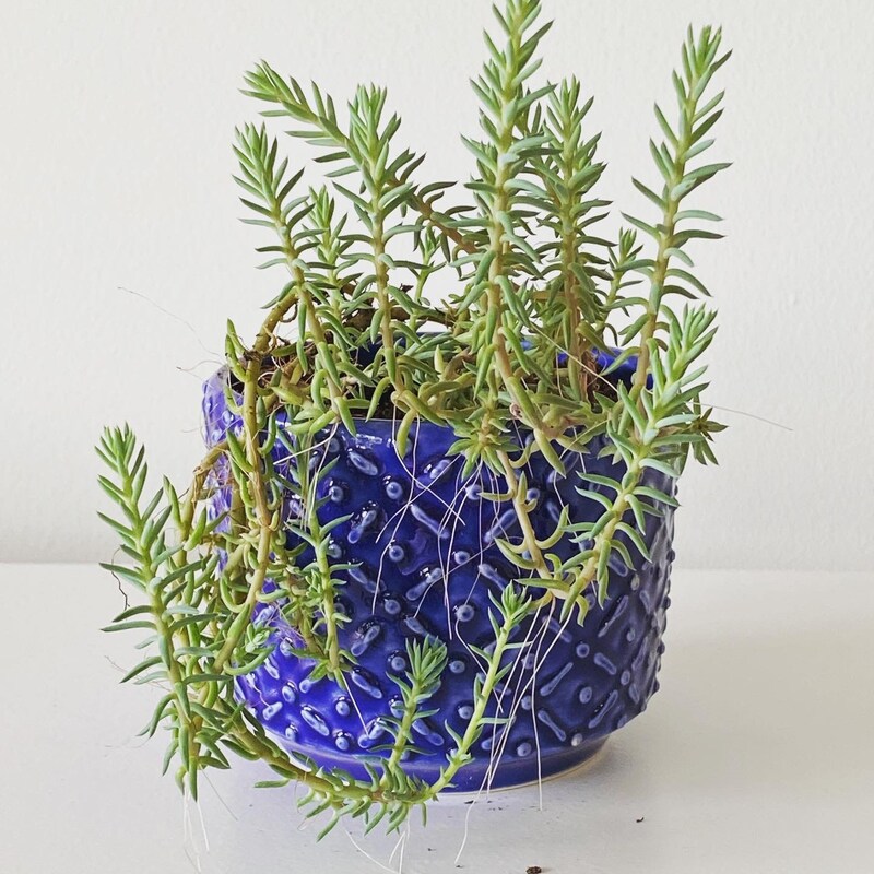 Slip Trailing - Etsy