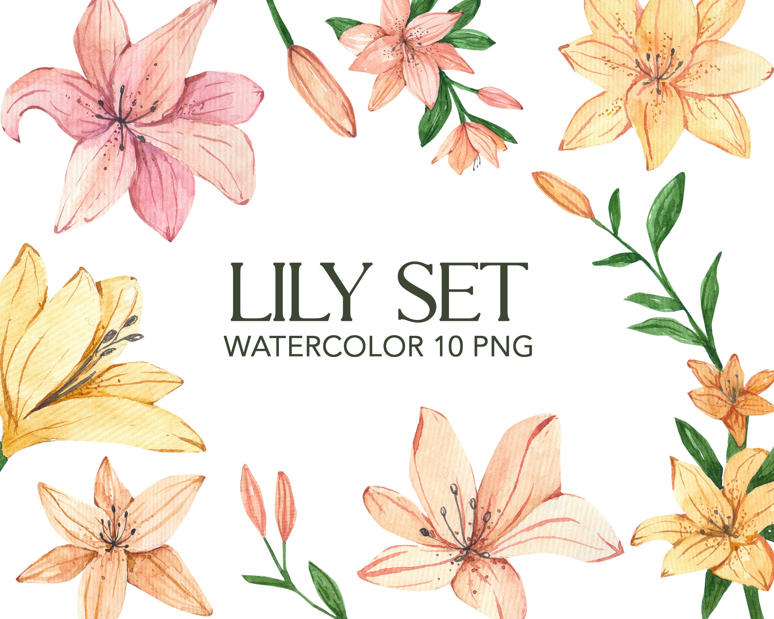Lilies Watercolor Clipart. Floral Set of Yellow and Pink Lily Buds. Png ...