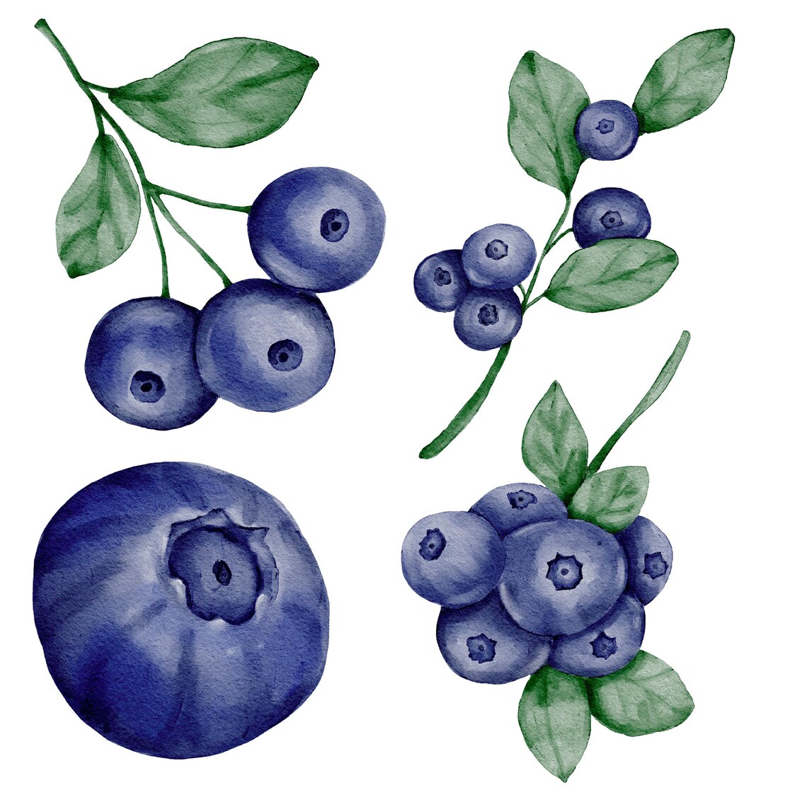 Blueberry Watercolor Clipart Png Hand Drawing, Berries Watercolor ...