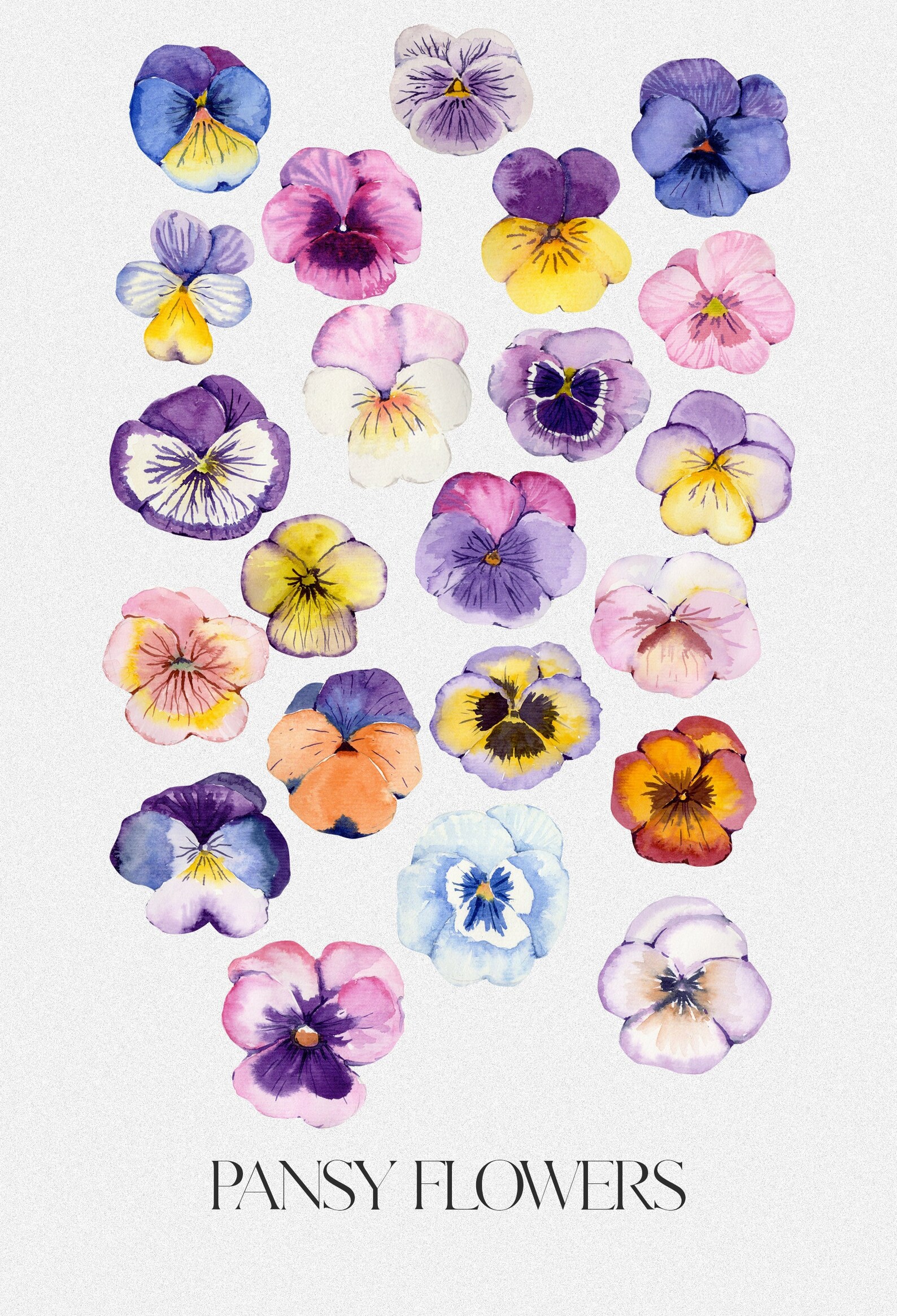 Pansies Watercolor Flowers Set of Multicolored Buds Digital - Etsy