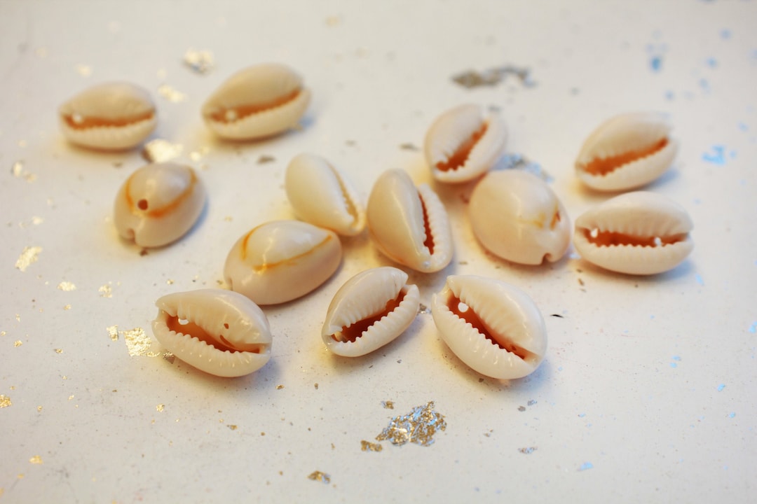 Cowrie Shell Charm, 16mm Drilled One Hole Sea Shell Charms 25 Pcs ...