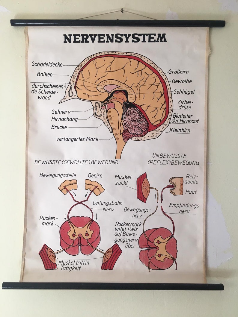 Display Board the Nervous System | Etsy
