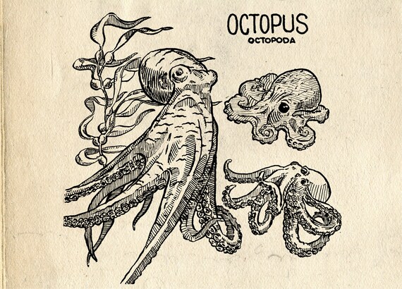 Octopus Inks 5x7 Prints | Etsy