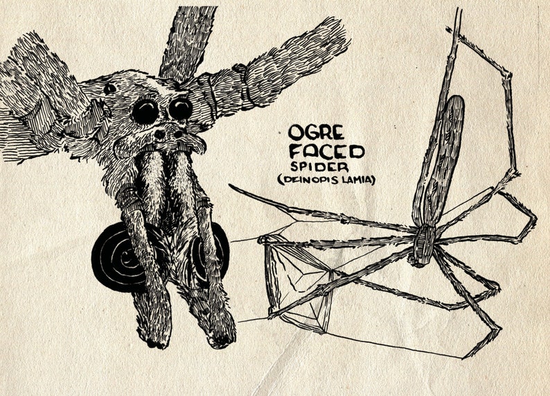 Ogre Faced Spider Inks (5x7 Prints) - Etsy