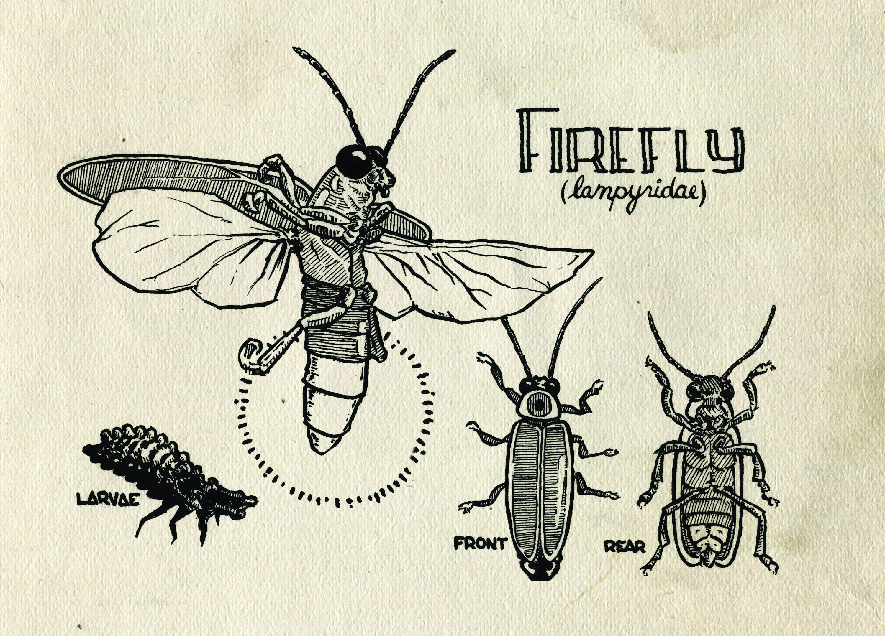 Firefly Inks (5x7 Prints) - Etsy