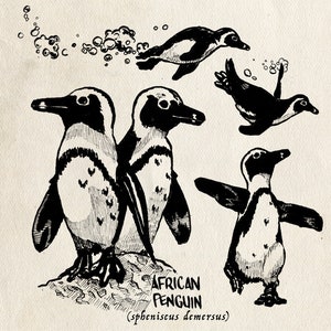African Penguin (5x7 Prints) - Etsy