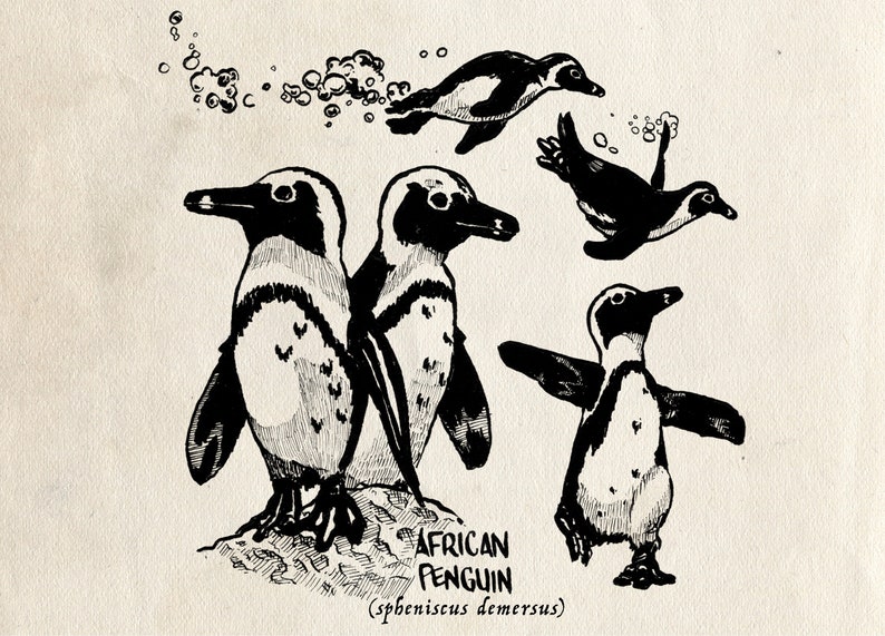 African Penguin (5x7 Prints) - Etsy