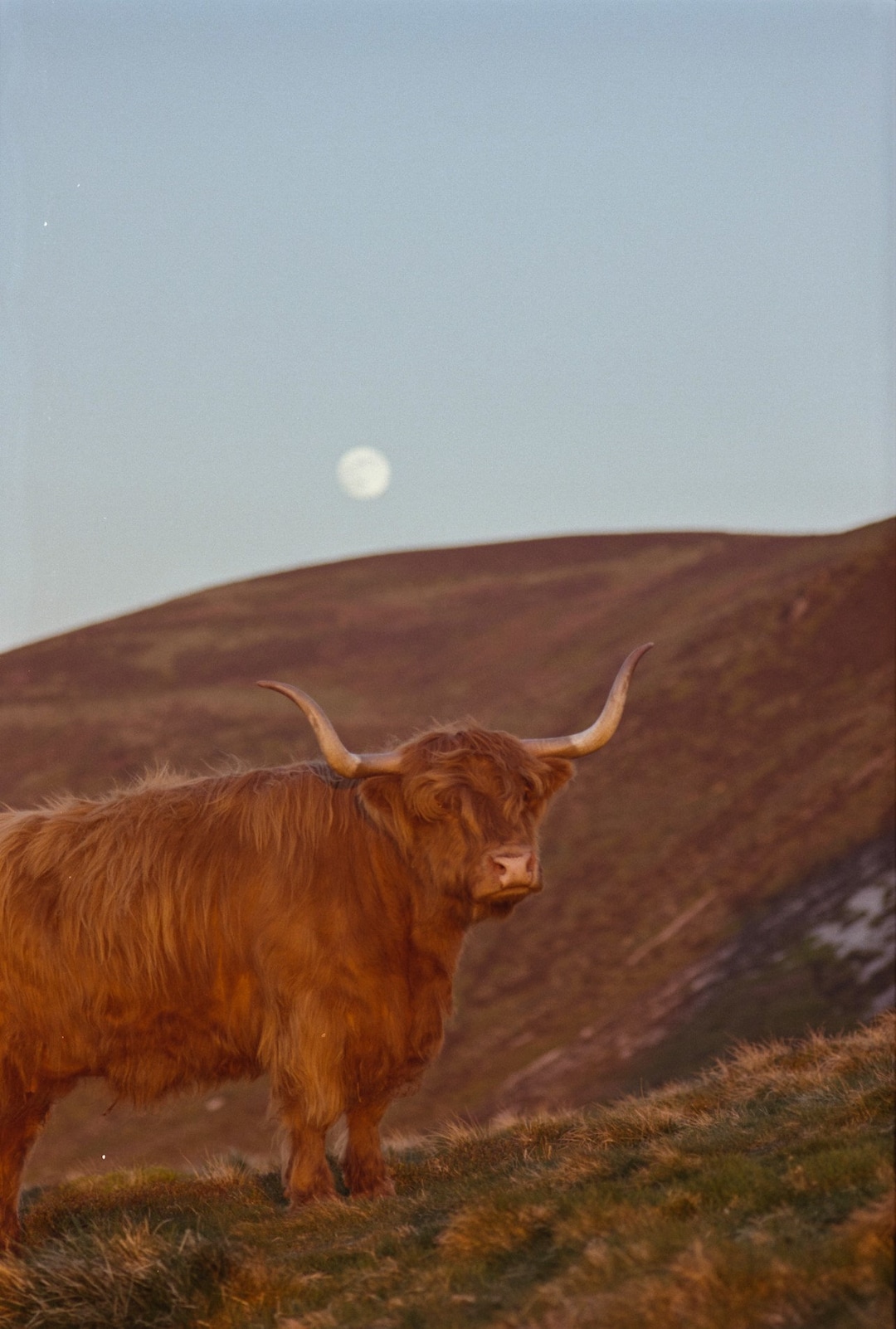 MAJESTIC Highland Cow Sunset Moon 35mm Photography Print. Edinburgh ...