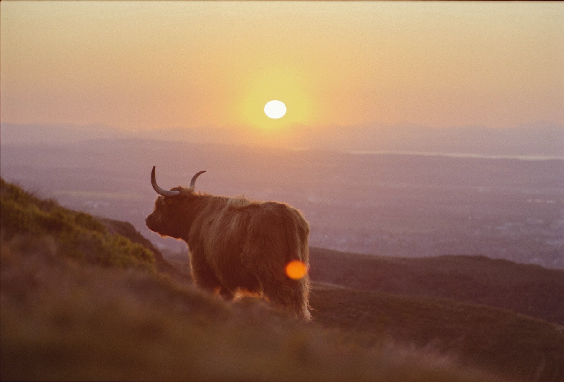 BEAUTIFUL Highland Cow Landscape Nature Photography 35mm Print ...