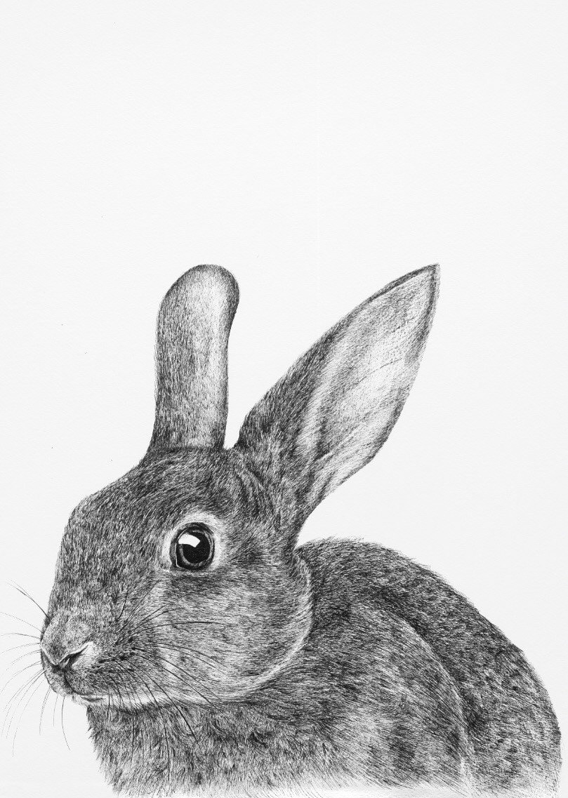 Bunny Rabbit Print - Black and White Art - Etsy