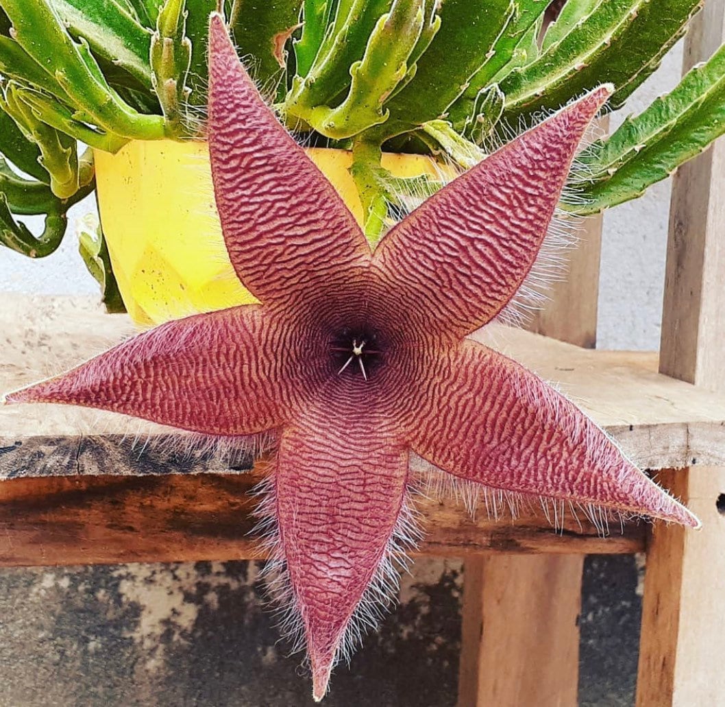 Rare Stapelia Hirsuta Unique Stapeliad in 3 Pot Fully | Etsy