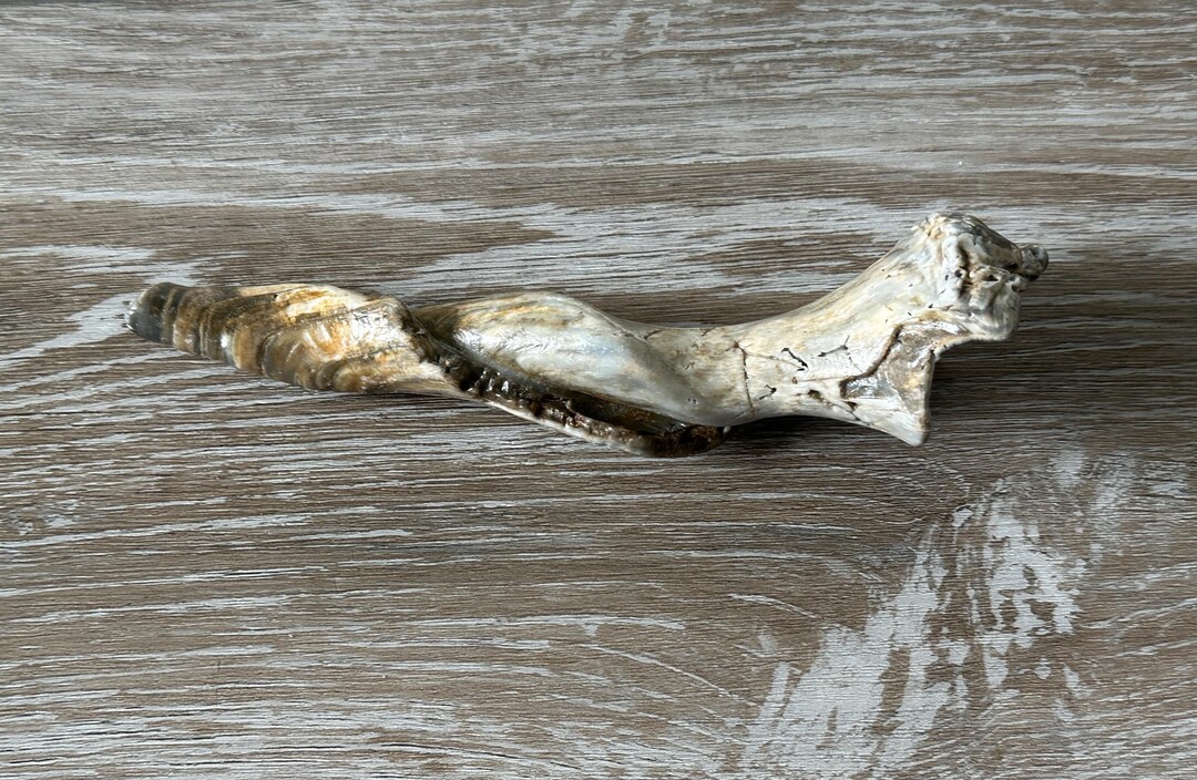 Super Cool "twirly" Partial Whelk Sea Shell Found at the North Carolina ...