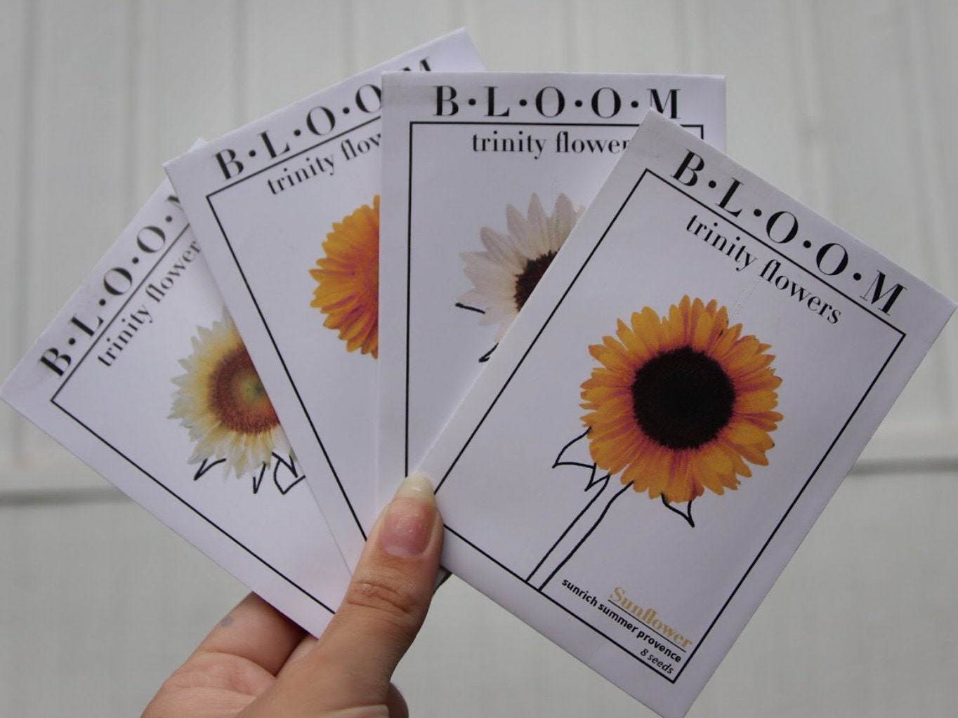 KIDS EDITION: Sunflower Grow Kit With Activity Pack - Etsy