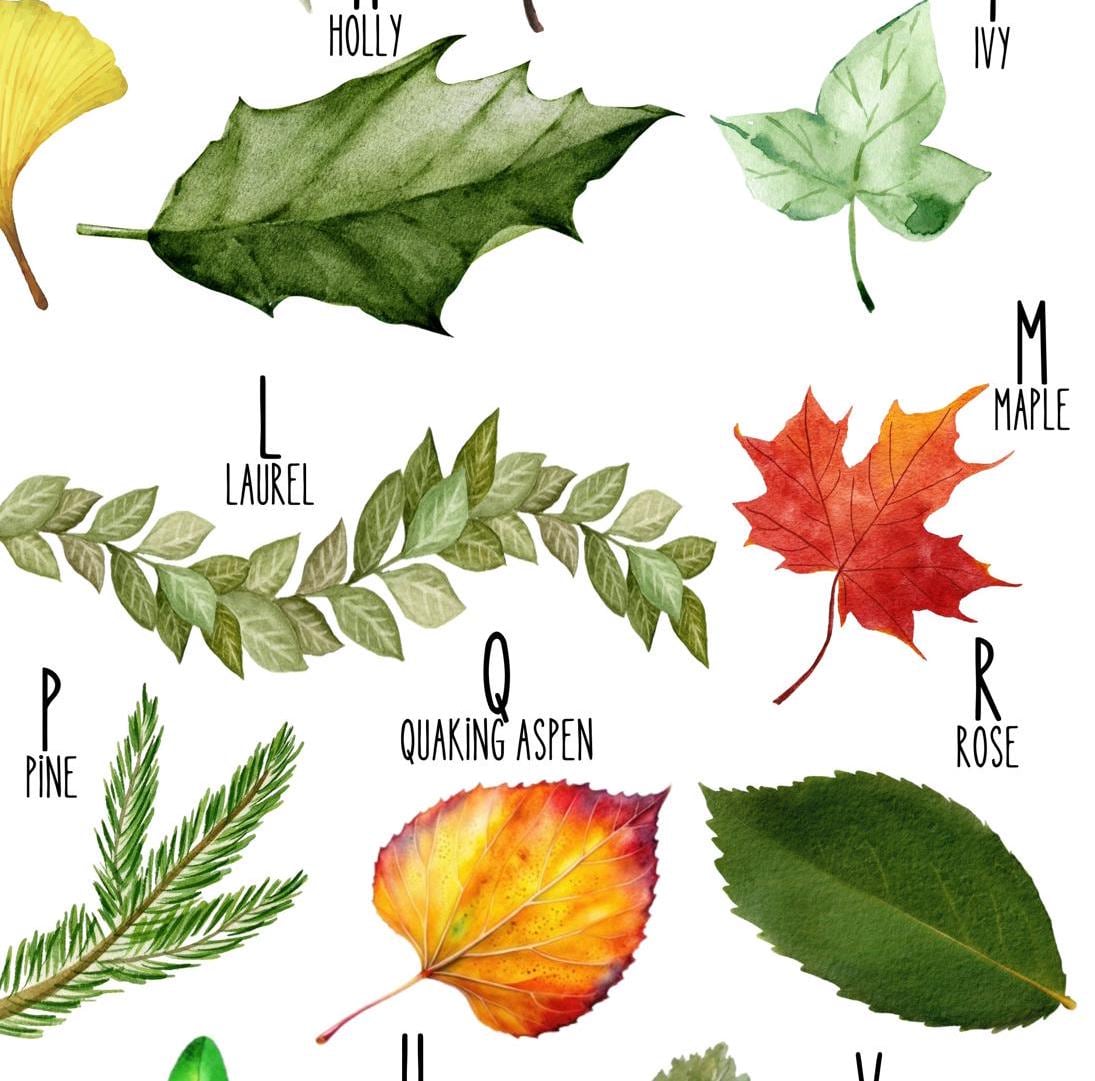 Educational Leaves Poster, Leaf Types Print, Printable Wall Art ...
