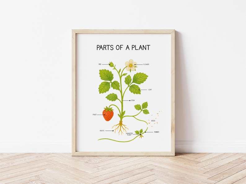 Printable Parts of a Plant Poster, Plant Anatomy Chart, Preschool ...