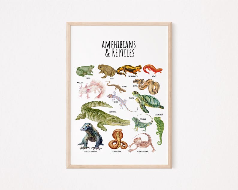 5 Animal Educational Classification Poster, Animal Posters, Insect ...