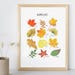 Fall | Autumn Leaves Prints, Educational Wall Art, Learning Home School ...