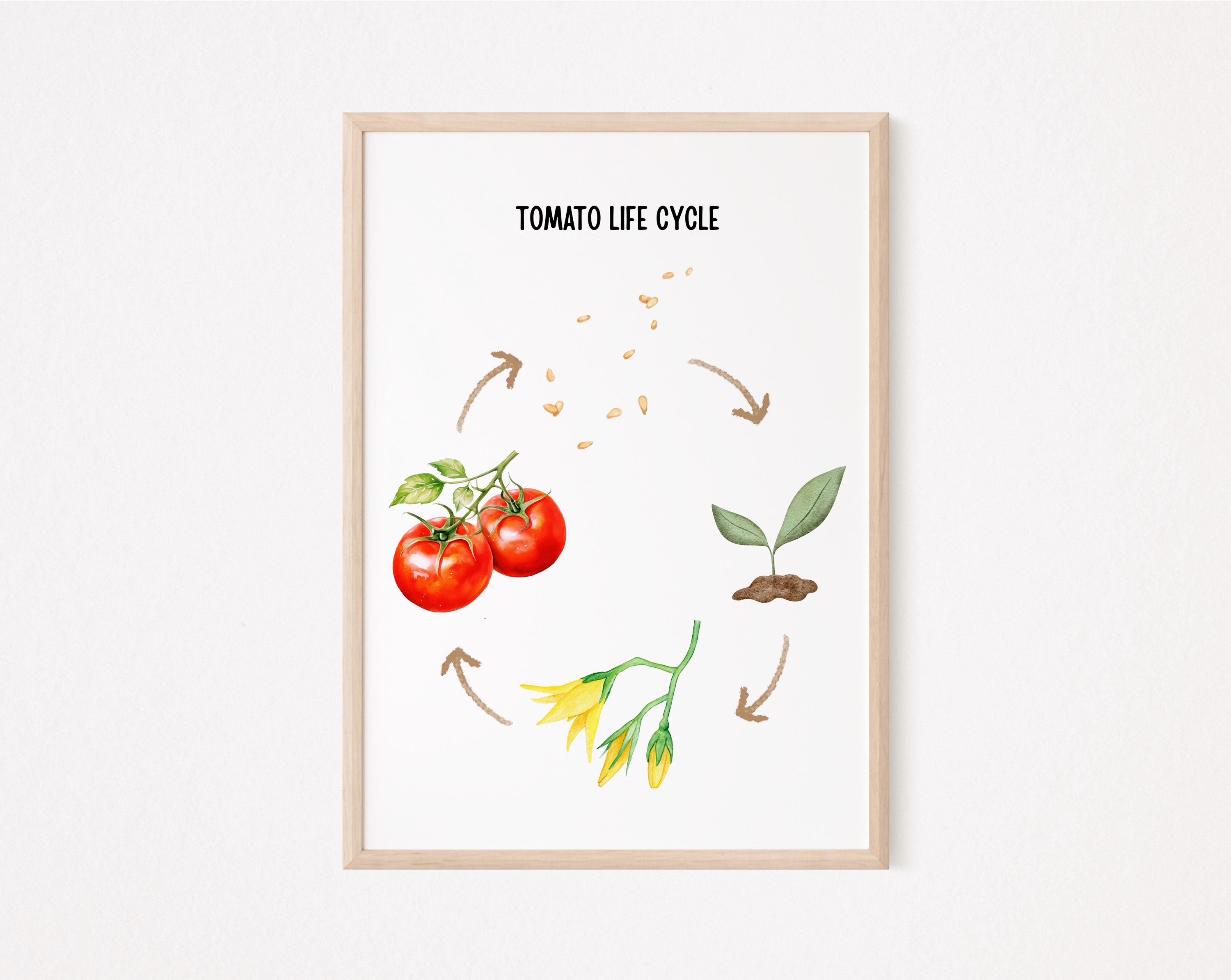 Set of 5 Life Cycle Animals Educational Posters, Educational Posters ...