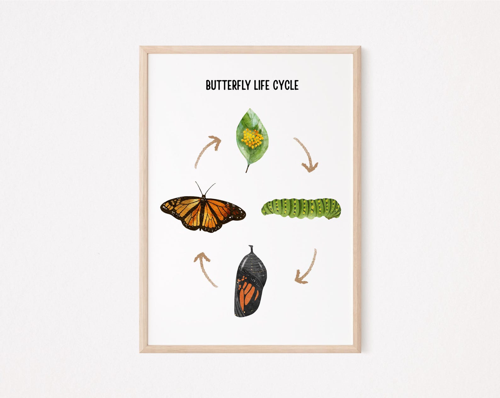 Set of 5 Life Cycle Animals Educational Posters, Educational Posters ...