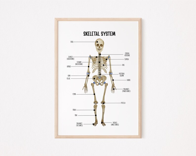 Skeletal System, Human Skeleton Chart, Educational Poster, Human Bones ...