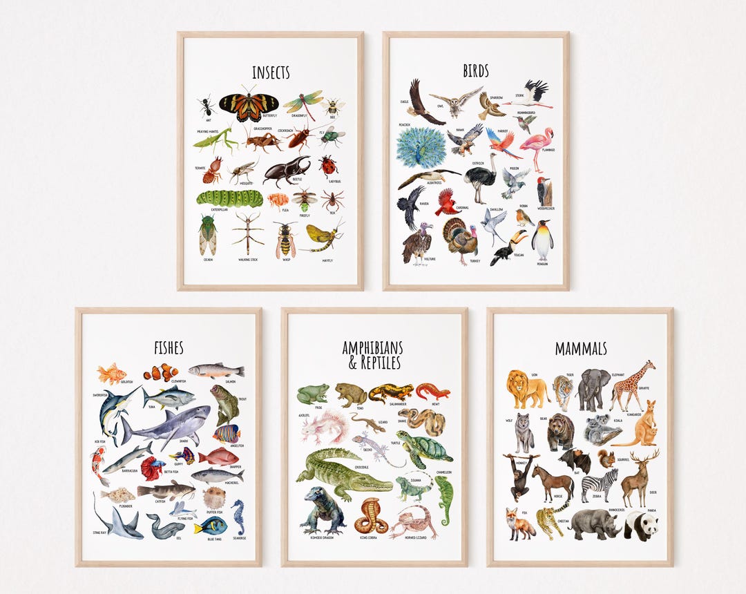 5 Animal Educational Classification Poster, Animal Posters, Insect ...