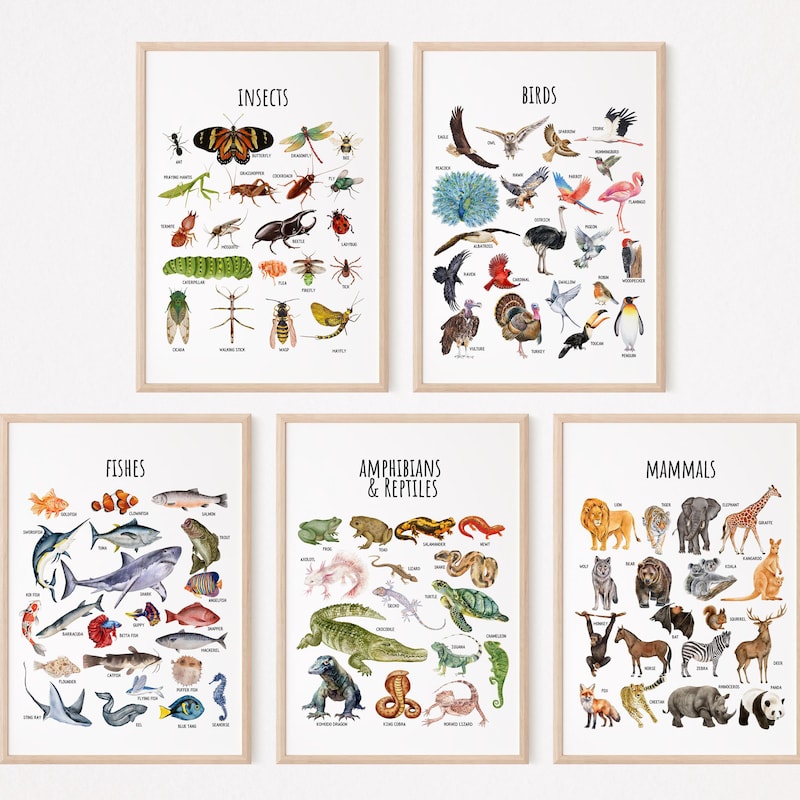Animal Poster Mammals - Etsy UK