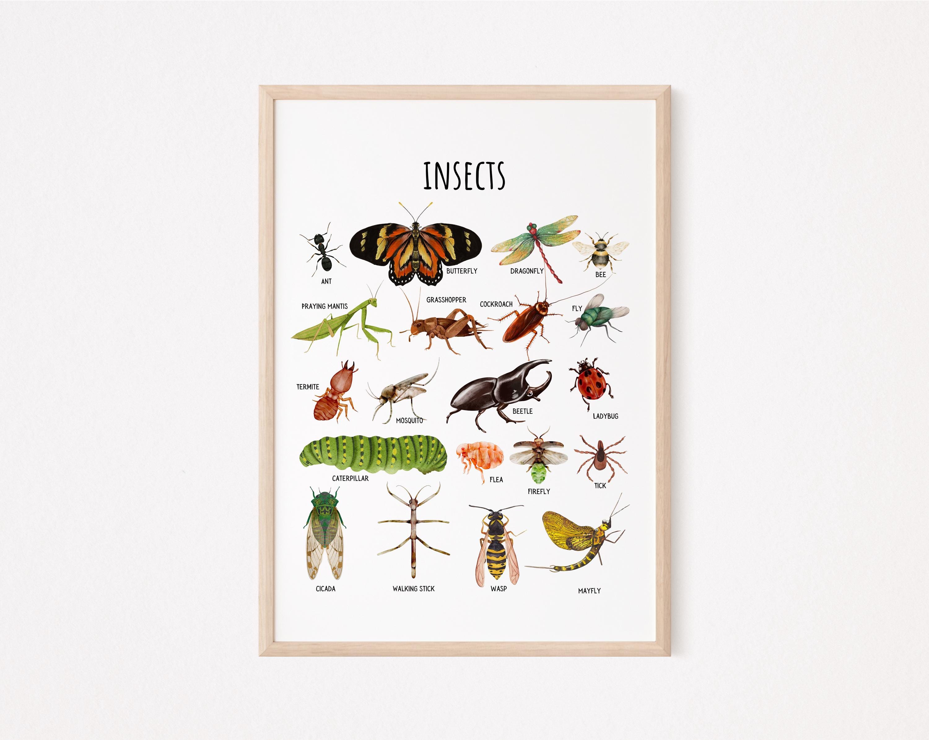 5 Animal Educational Classification Poster, Animal Posters, Insect ...