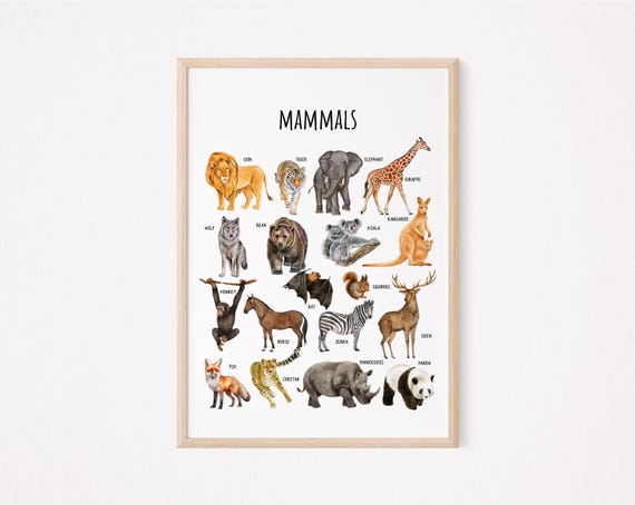 Animal Classification Poster Set Animal Classification