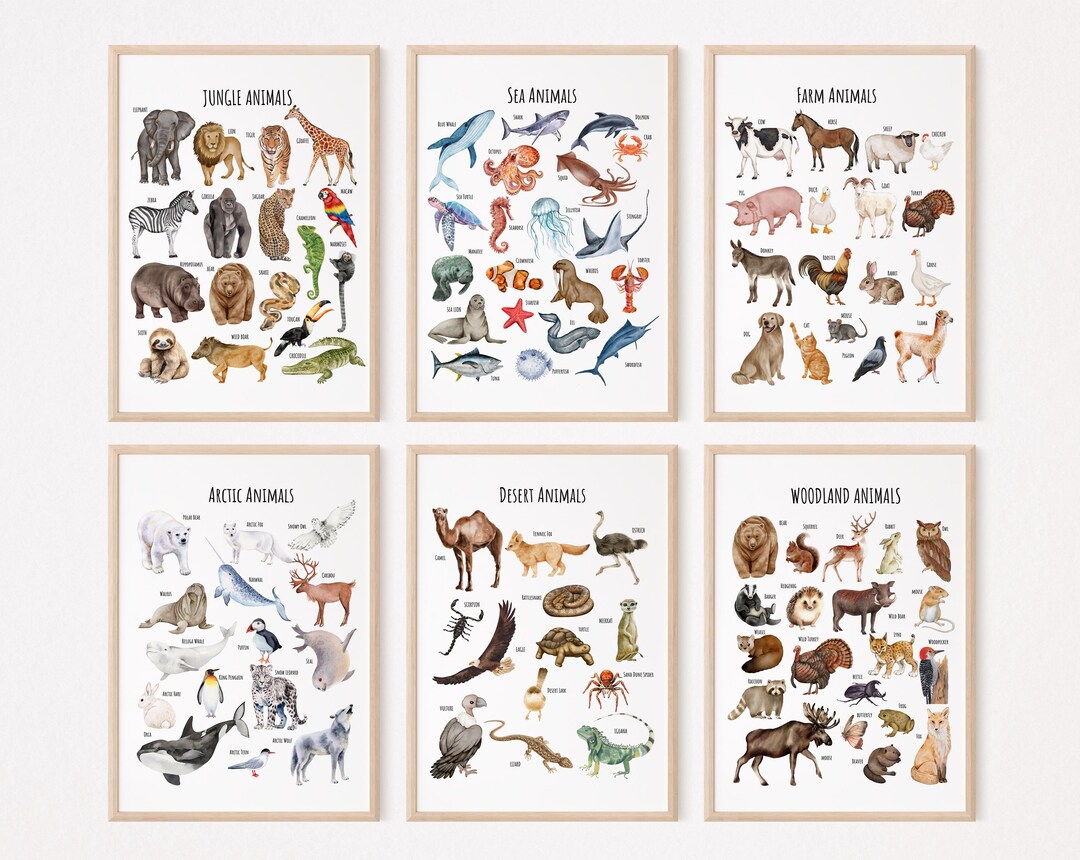 6 Animal Posters, Animal Educational Classification, Kids Educational ...