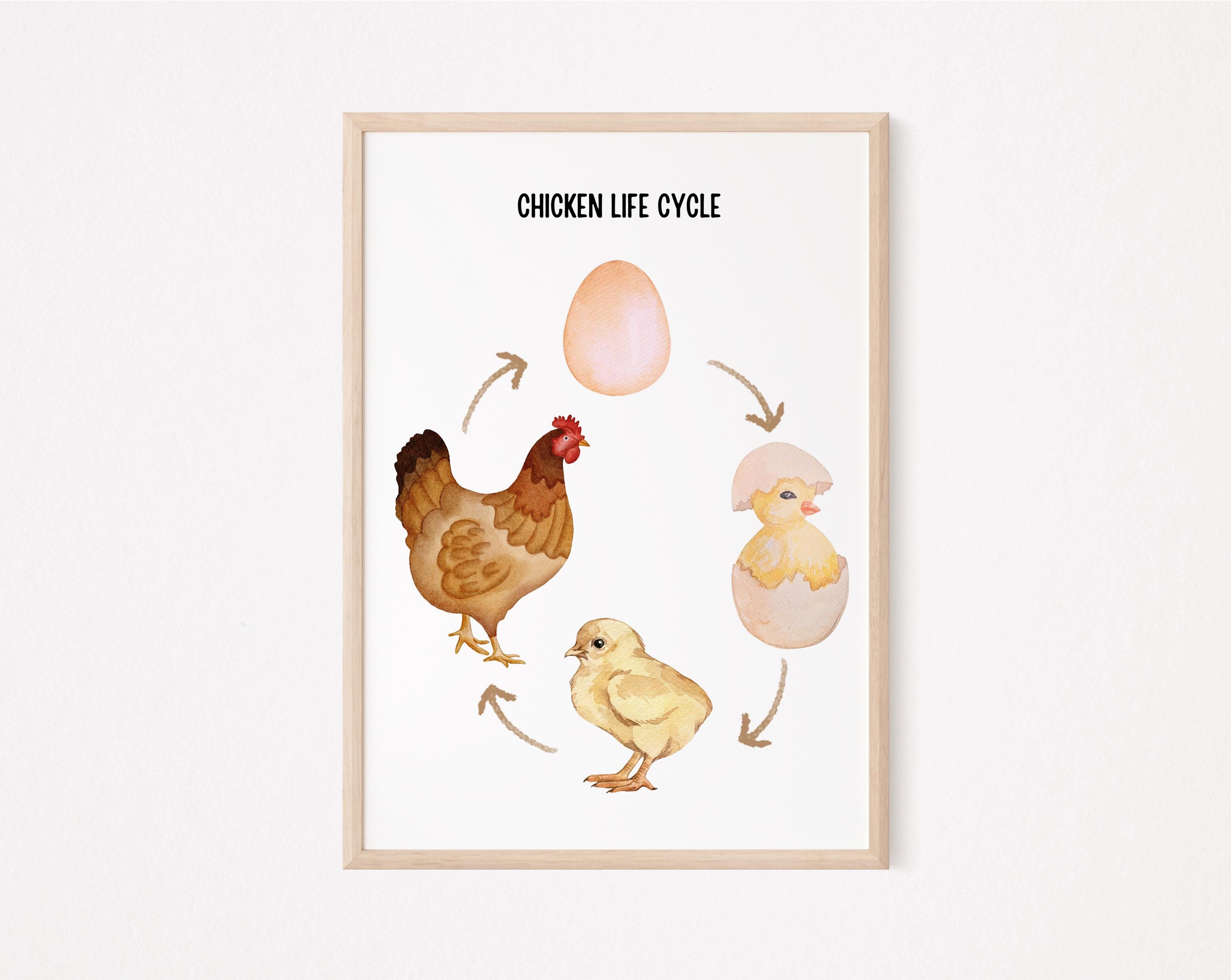 Set of 5 Life Cycle Animals Educational Posters, Educational Posters ...