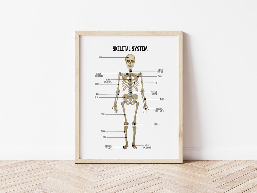 Skeletal System, Human Skeleton Chart, Educational Poster, Human Bones ...