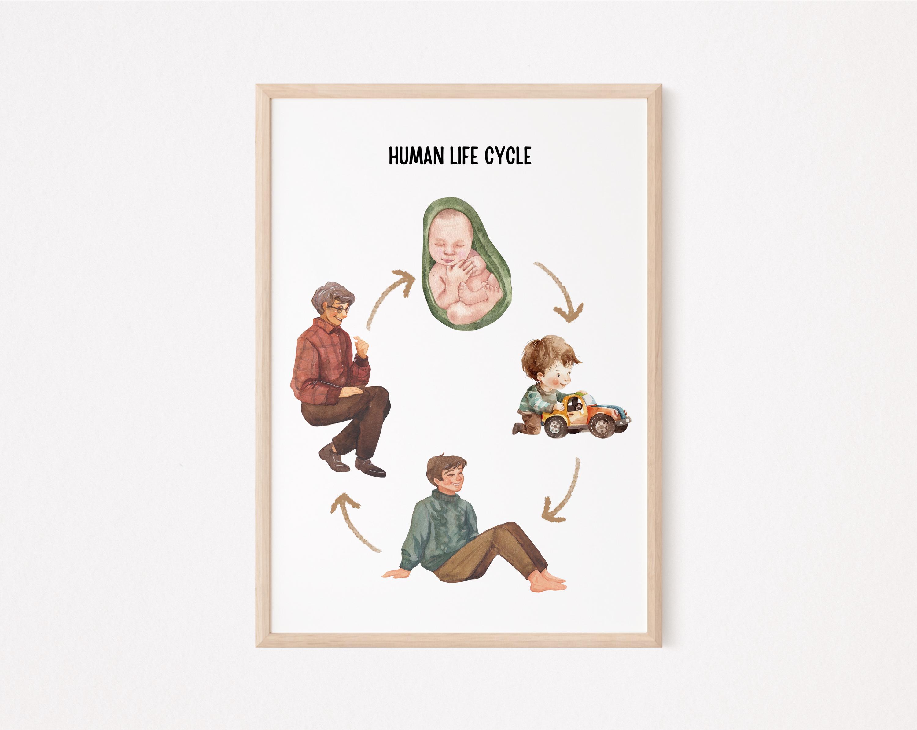 Set of 5 Life Cycle Animals Educational Posters, Educational Posters ...