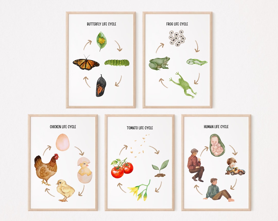 Set of 5 Life Cycle Animals Educational Posters, Educational Posters ...
