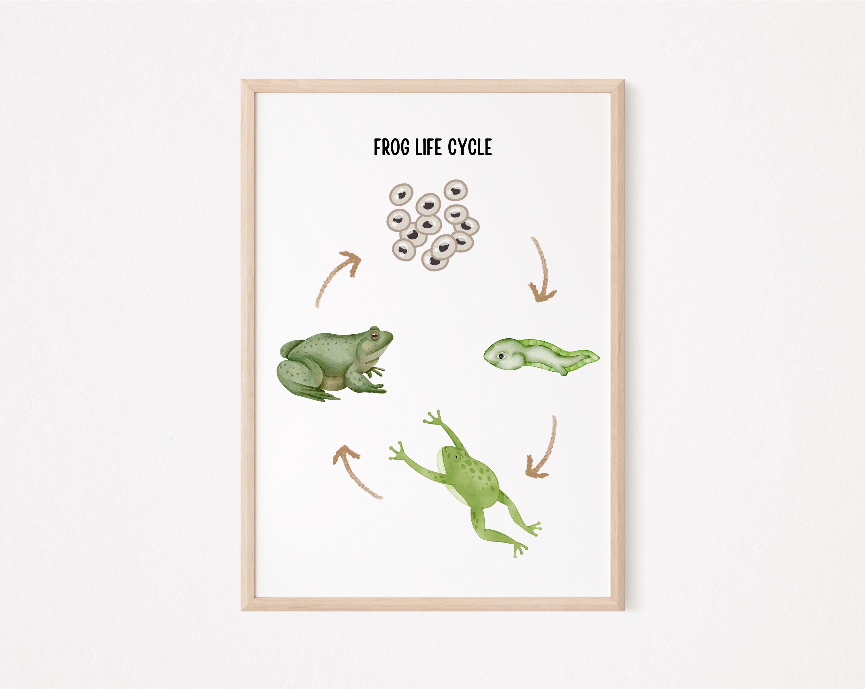 Set of 5 Life Cycle Animals Educational Posters, Educational Posters ...