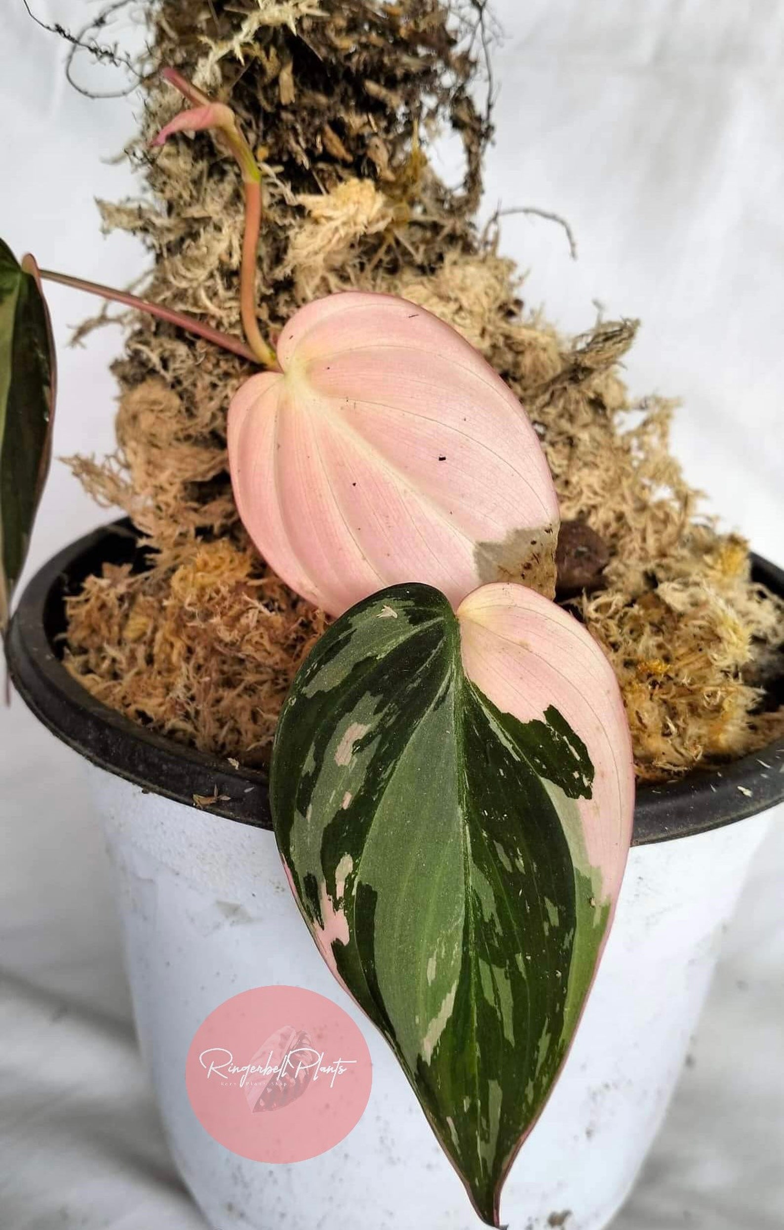 Philodendron Micans Pink Variegated EXTREAM RARE - Etsy Canada