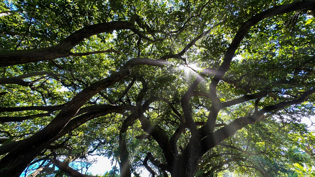 Tree and the Sun's Light Rays | Digital Download - Etsy