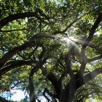 The Power and the Glory Photo With Trees, Sun, Powerful, Mystical ...