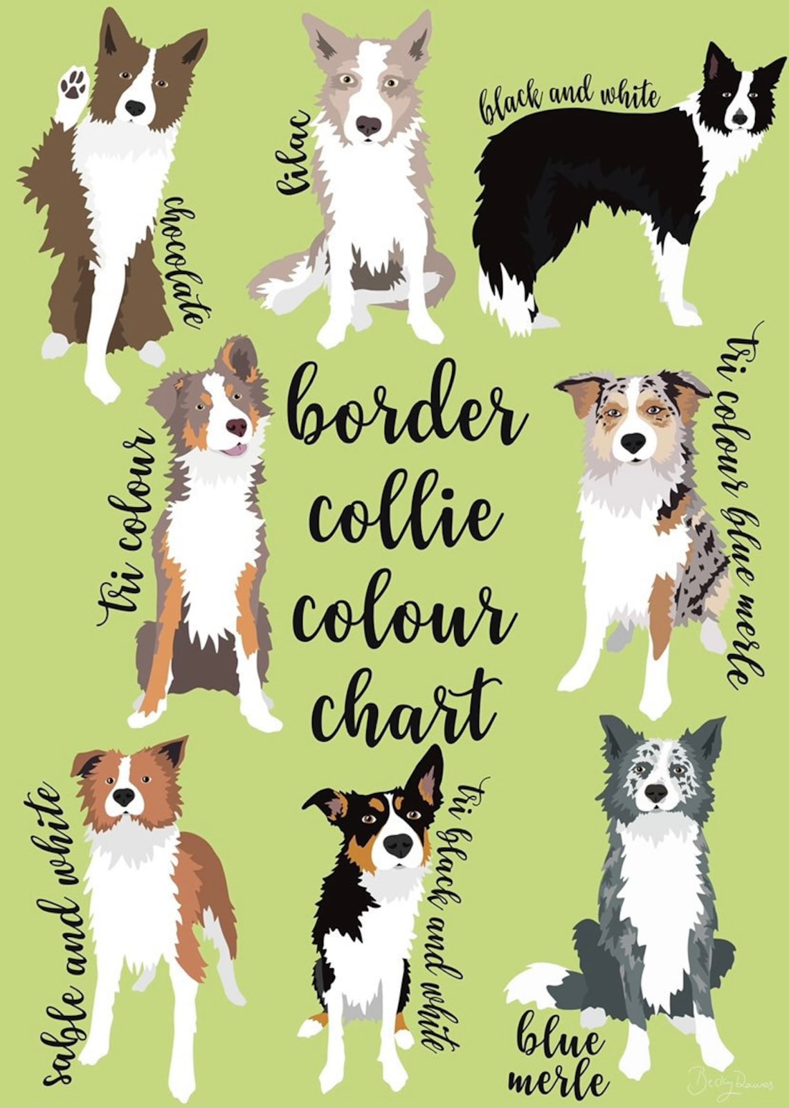 Border Collie Colour Chart Collie Coat Colours Wall Art Border Collie ...