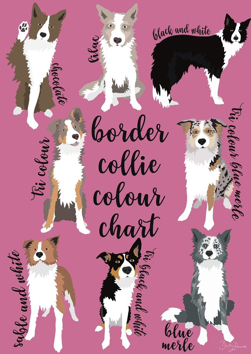 Border Collie Colors And Markings