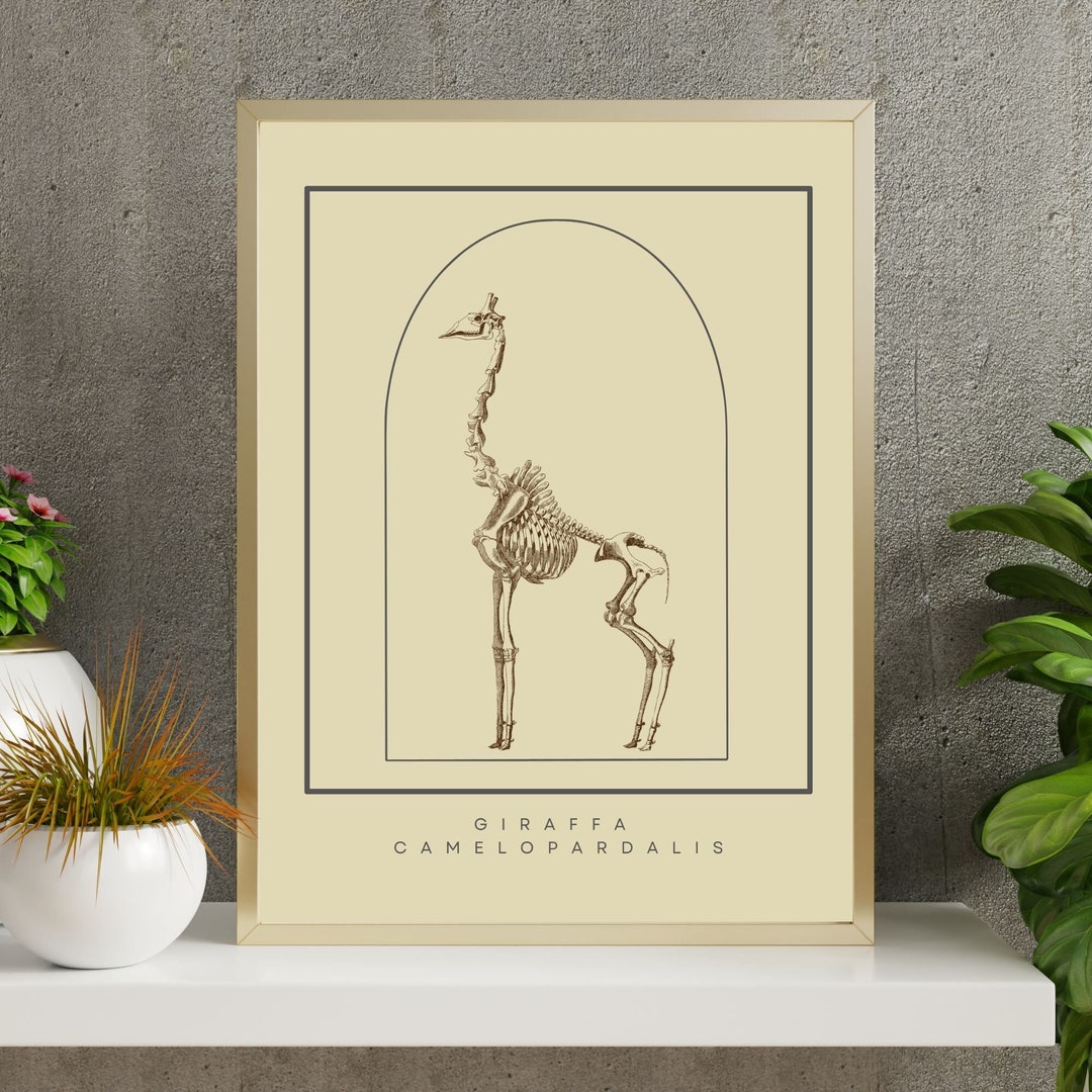 Giraffe Skeleton Art Print: Animal Anatomy (digital Download) - Etsy